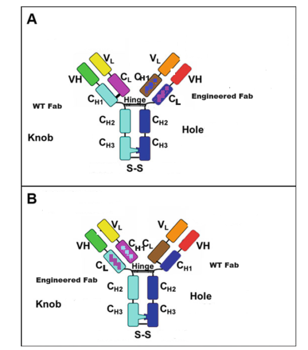 Bispeciﬁc Antibody (BsAb) Design and Production - Fusion BioLabs