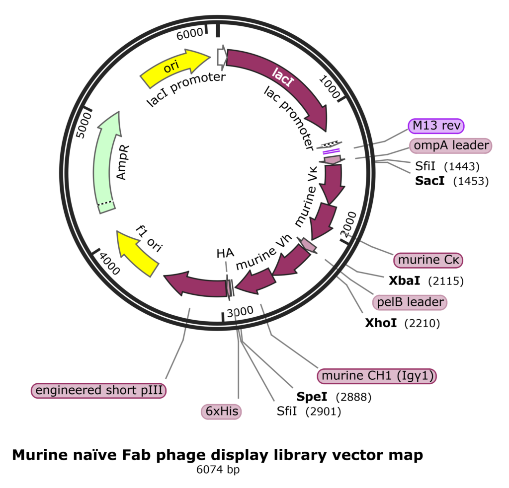 Ready-to-Use Mouse Naïve Fab Phage Display Library Kit - Fusion BioLabs