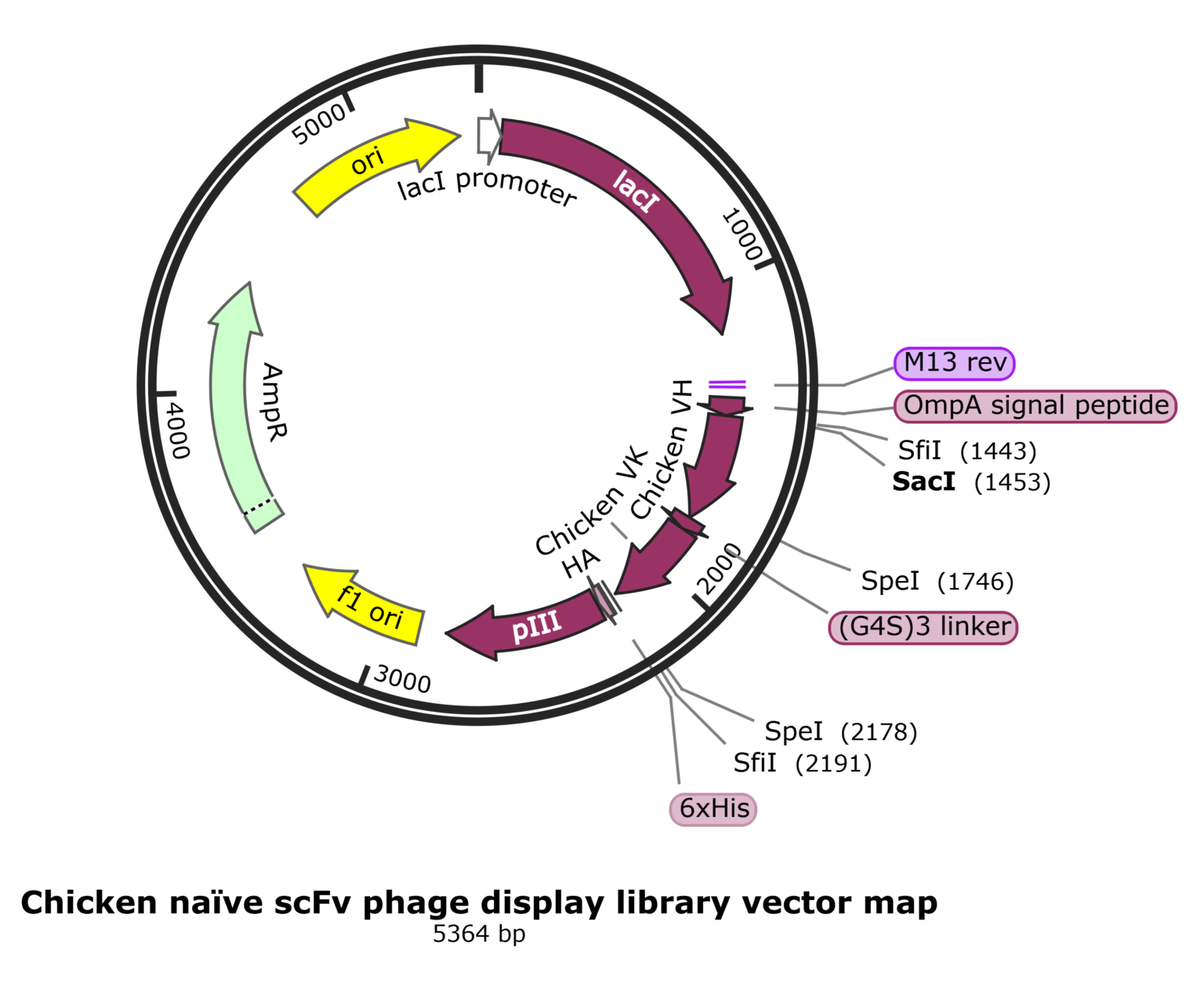 Chicken Naïve ScFv Phage Display Library: High Diversity and Panning ...
