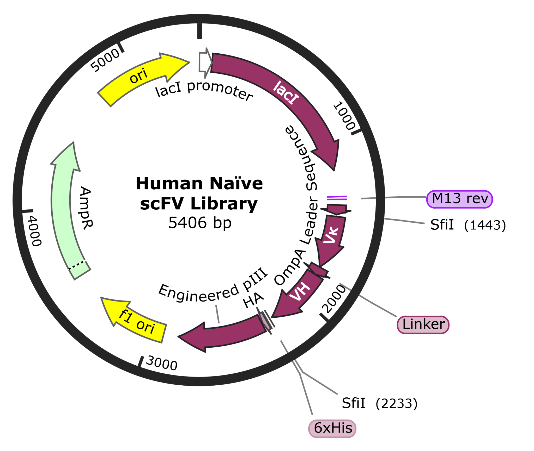 Human Naive scFv Phage Display Library: High Diversity and Quality ...