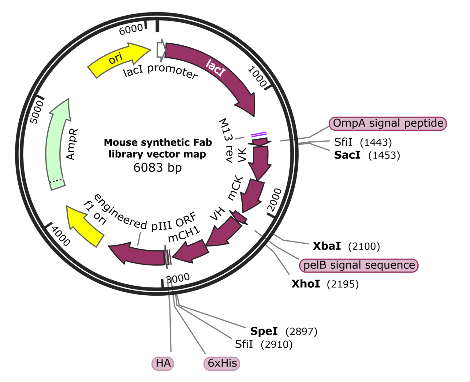 Mouse Synthetic Fab Phage Display Library: High Diversity and In-Frame ...