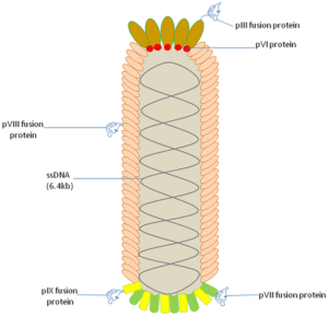 TG1 Phage Display Cells: High Quality Screening Strain
