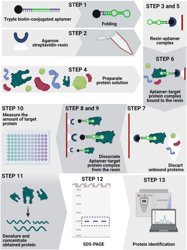 Bio-SELEX: Revolutionizing Biomarker Discovery - Fusion BioLabs