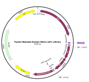 Human Naive scFv Phage Display Library: High Diversity and Quality ...
