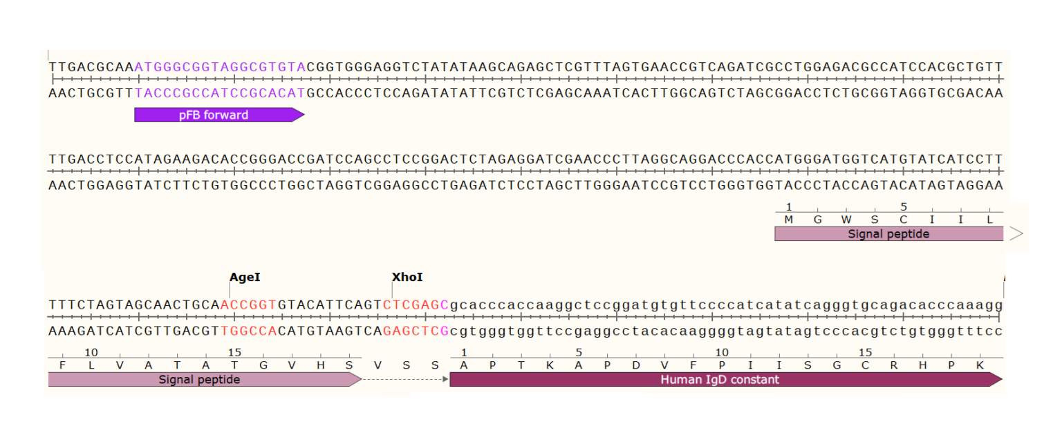pFB-CHIg-hD: Human IgD Mammalian Expression Vector for High-Level ...
