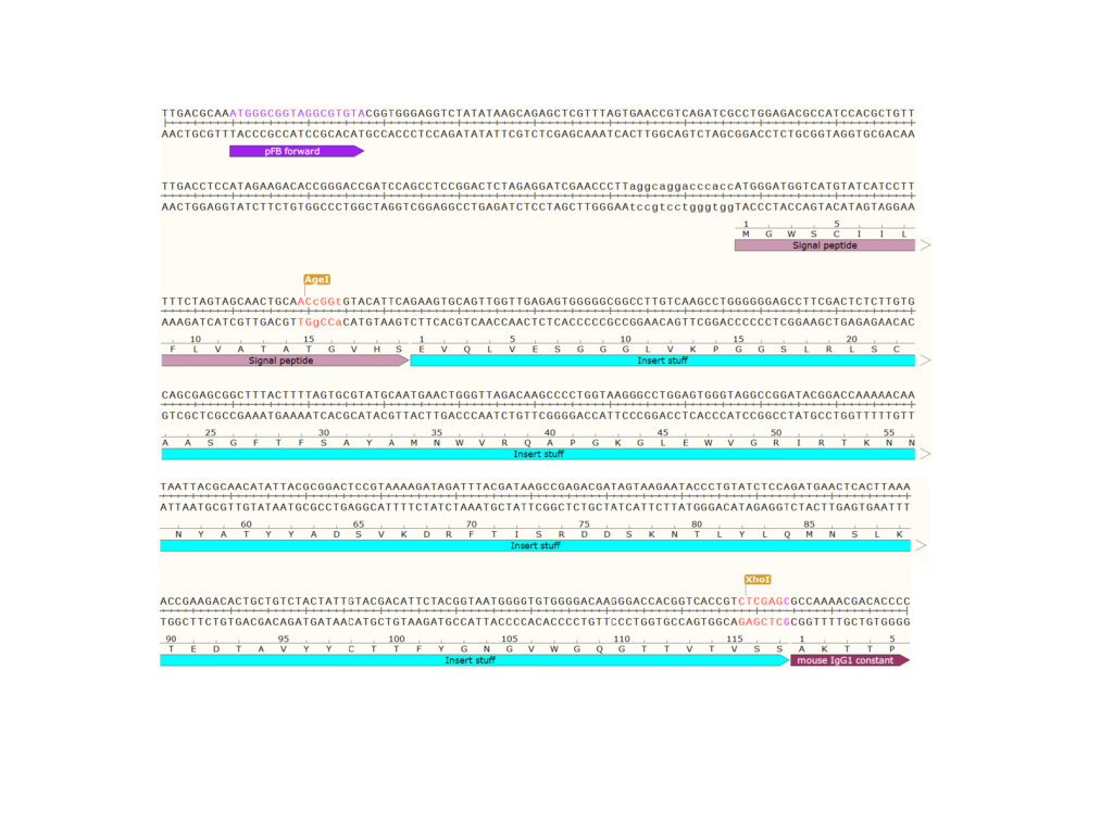 pFB-CHIg-mG1: Mouse IgG1 Mammalian Expression Vector - High Antibody ...