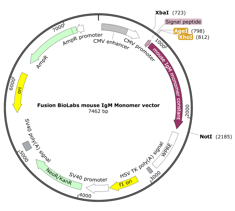 pFB-CHIg-mM (monomer): High Expression Vector for Mammalian IgM ...